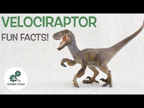 Velociraptors Fun Facts For Kids dee…: English ESL video lessons