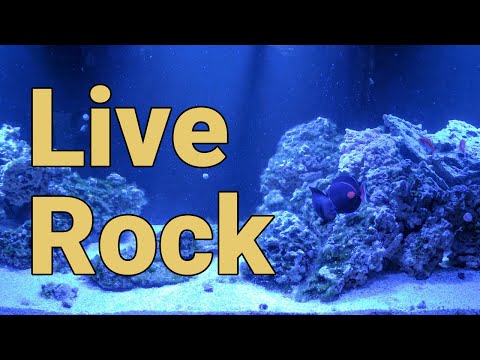 Homemade Live Rock from Cement & Oyster Shells and cycling your new reef tank!
