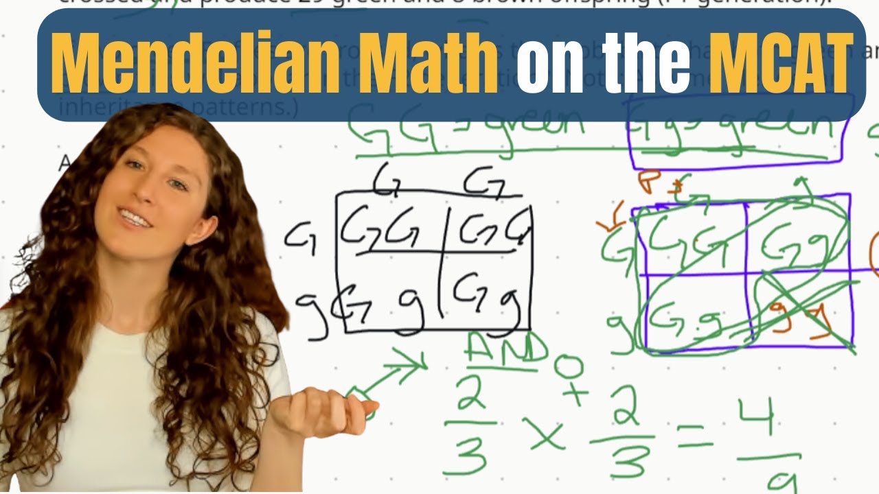 MCAT Biology: How to Solve Mendelian Genetics MCAT Questions