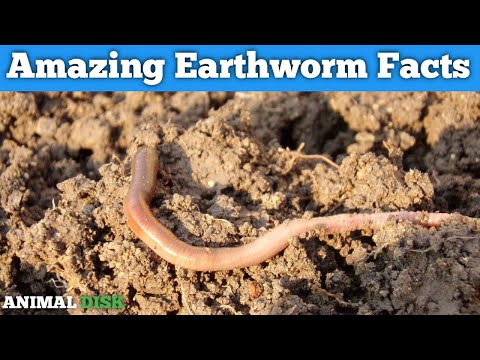 Amazing facts about Earthworm | Animal Disk