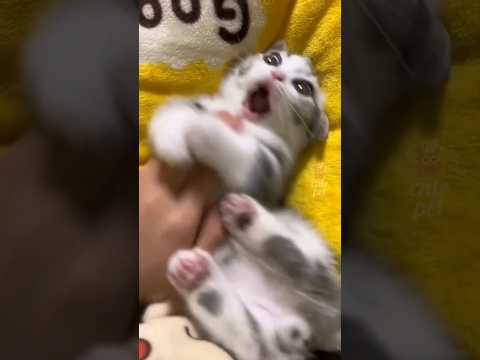 Funny Cute Cats πΊ
