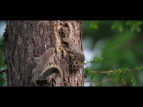 FUN FACT “FLYING SQUIRREL”