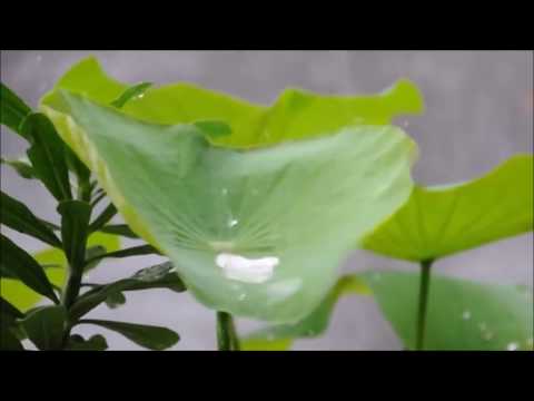 The Lotus Effect - Hydrophobic Coating Basics - Aegis Armors