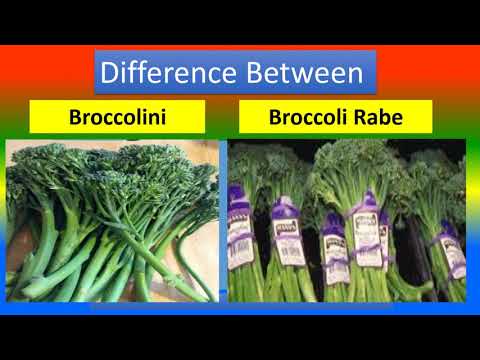 Difference Between Bbroccolini and Broccoli Rabe