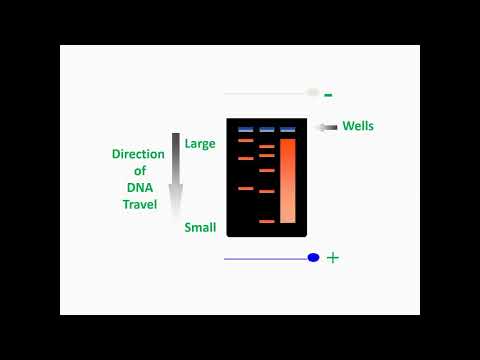 DNA Direction Through Agarose Gel Electrophoresis