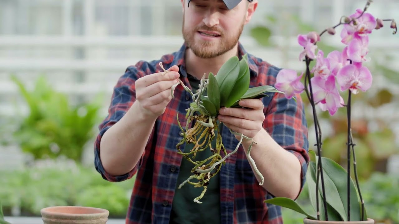 How to keep Phalaenopsis Orchids flowering | Busting Houseplant Myths with Tony Le-Britton | The RHS