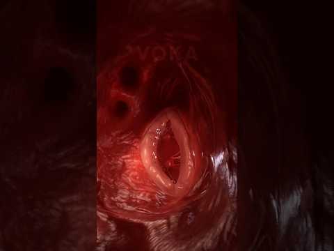 Le cœur en action : explorez ses mouvements avec une impressionnante animation 3D