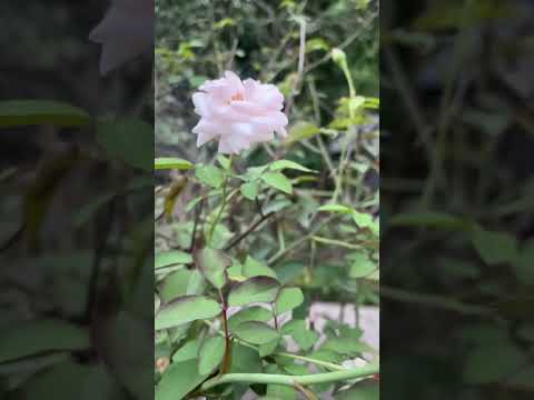 White Rose #ytshorts #flower #nature