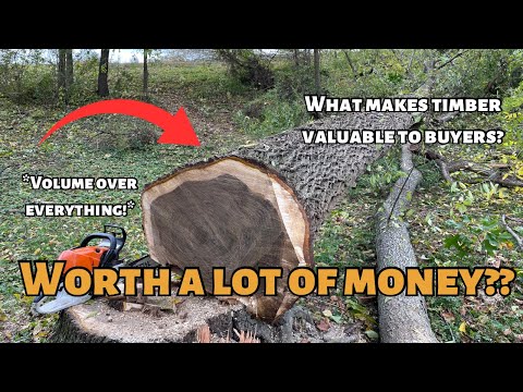 Are your trees worth a lot of money?