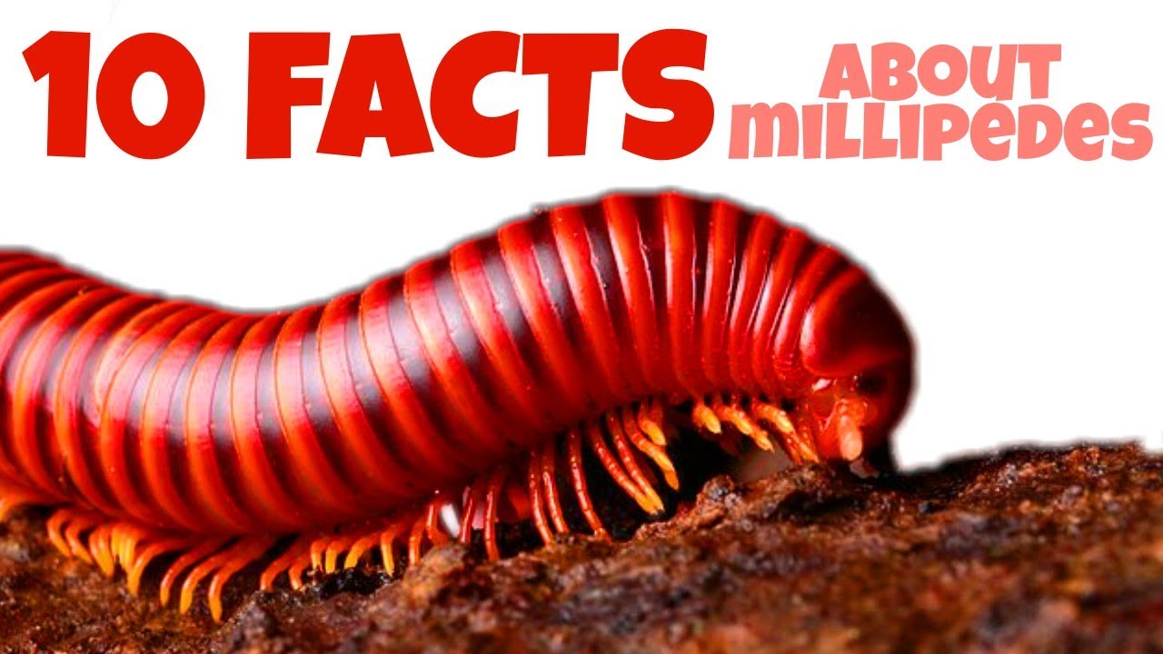 TOP 10 FACTS ABOUT MILLIPEDES (UNBELIEVABLE)