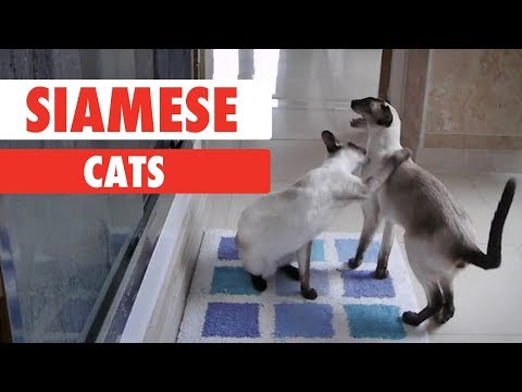 Breed All About It: Siamese Cats