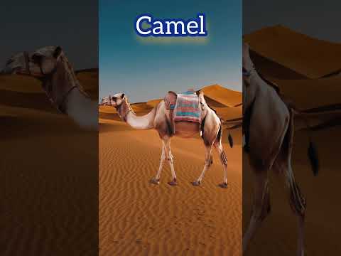 Camel "Pronunciation" #camel #englishgrammar #accent #pronounciation #englishlanguage