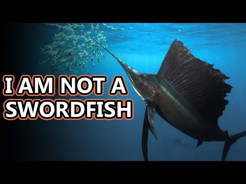 Marlin facts: also swordfish facts | Animal Fact Files