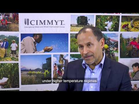 Mustapha El-Bouhssini (ICARDA) on insect pests and climate change