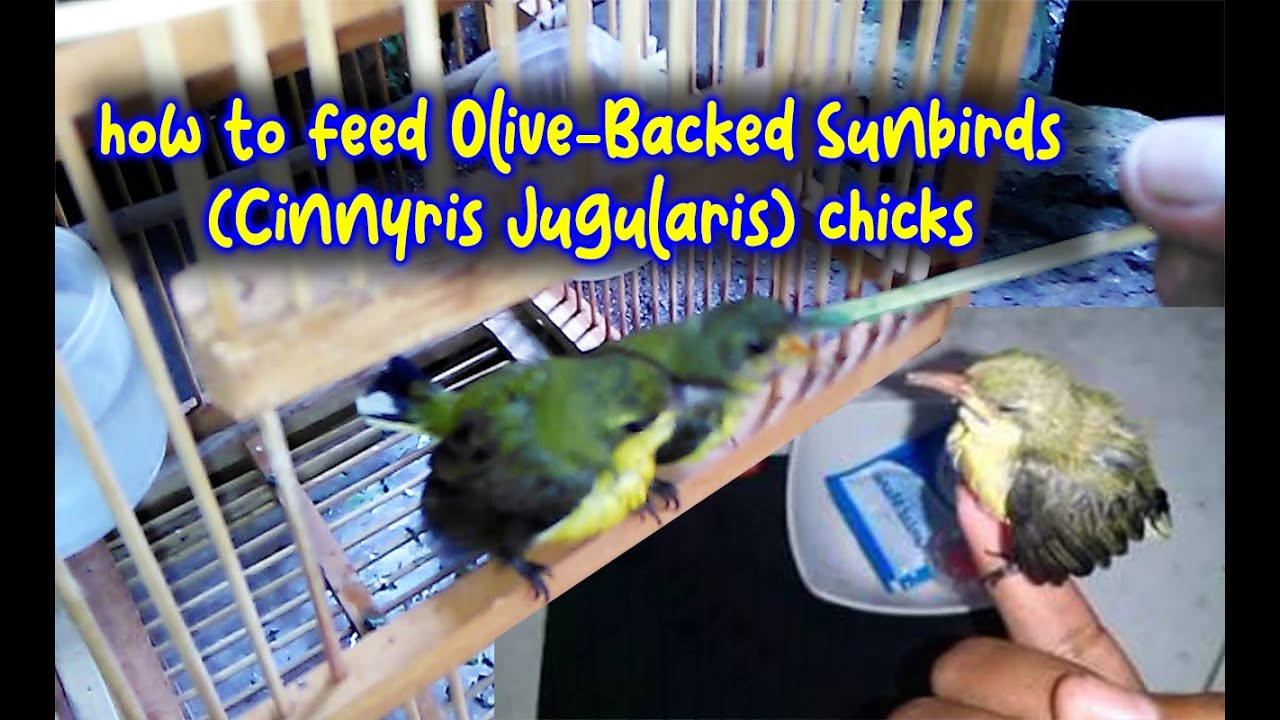 how to feed Olive-Backed Sunbirds (Cinnyris Jugularis) chicks