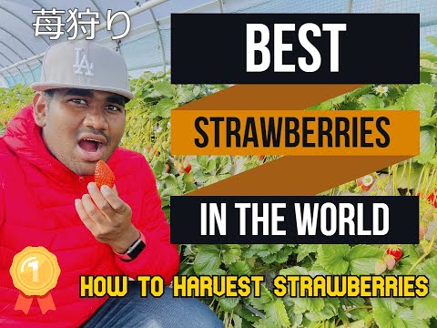 Japan Strawberry | Strawberry harvesting in Japan | Best strawberries | Japanese strawberry farm