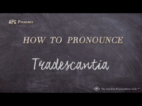 How to Pronounce Tradescantia (Real Life Examples!)