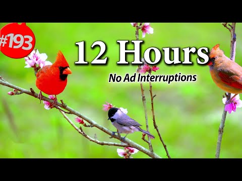 12 Hr. Uninterrupted Cat TV 😻 Best of Birds in Trees Compilation & a Squirrel 🐦No Ads @LensMyth