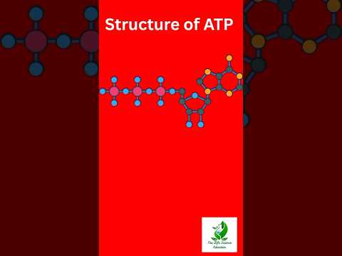 ATP | Pronunciation and Meaning | Biology Shorts#atp #thelifescienceeducator #pronunciation #meaning