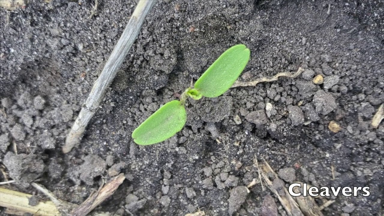 Canola Watch: Early Weed Control