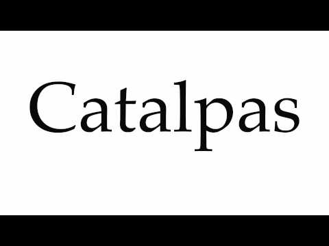 How to Pronounce Catalpas