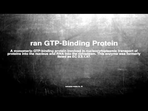 Medical vocabulary: What does ran GTP-Binding Protein mean