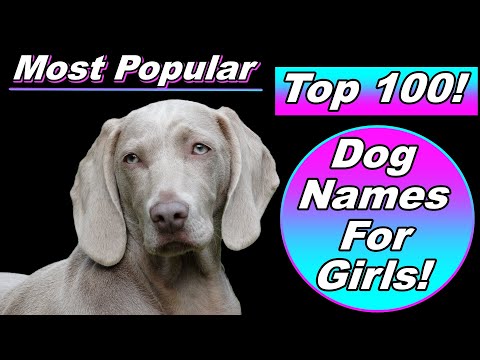 Top 100 Dog Names For Girl with Meanings and Origins!