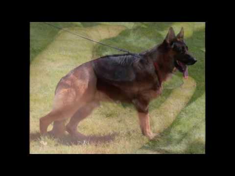 Julie Martinez Mittelwest German Shepherds Reviews