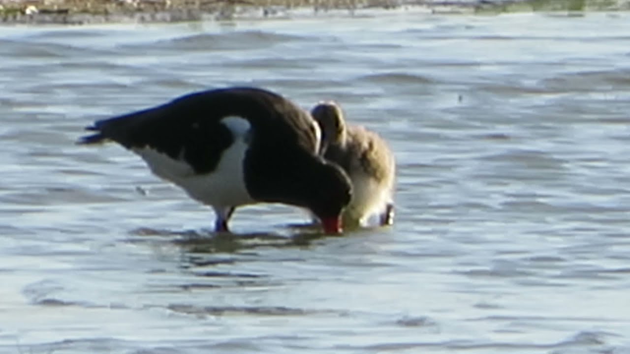 Austernfischer mit Küken