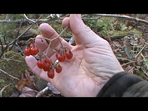 Poisonous Nightshade!