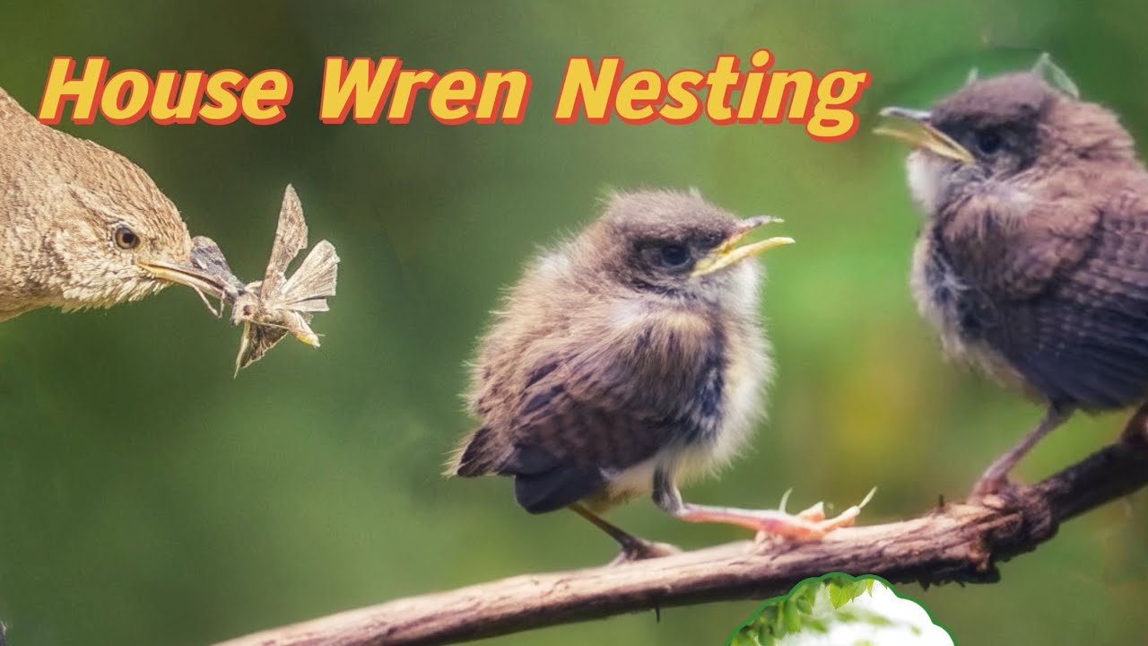 House Wren Nesting / House Wren Documentary / Backyard Song Birds