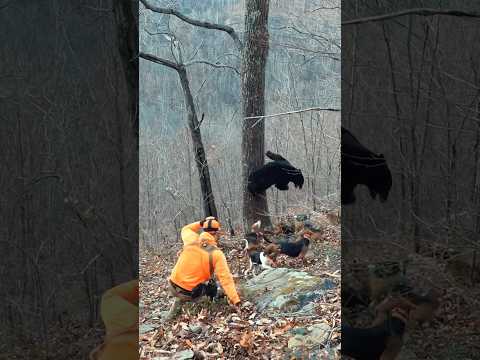 This bear wasn’t playing nicely!