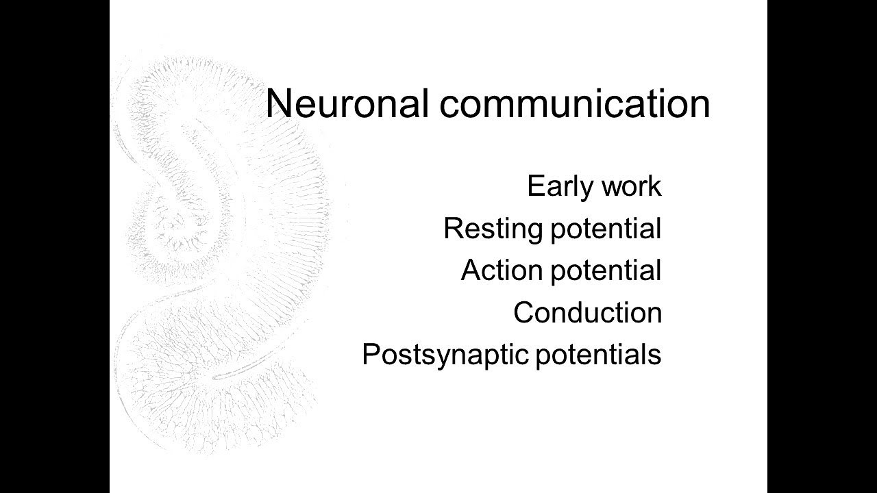 Chapter 4 Neural Communication