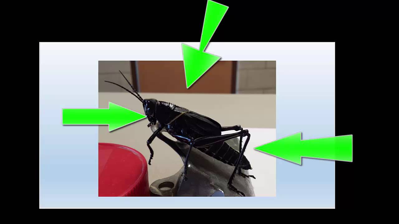 ID Insects