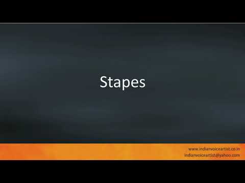 Pronunciation of the word(s) "Stapes".