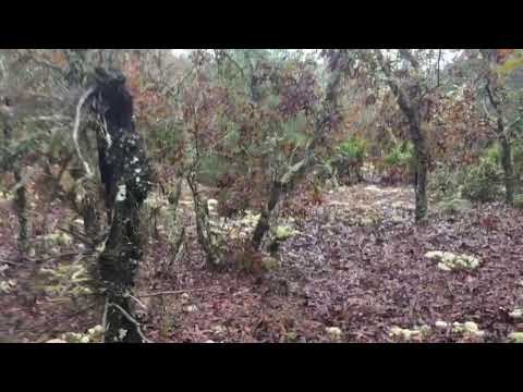 Citrus County - Land for Sale in Florida by Owner