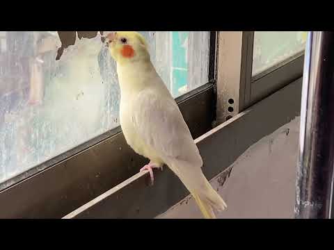 The Singing Cockatiel – Lee Duigon