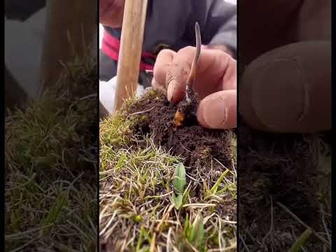 Caterpillar Fungus Extraction || Yarsaghumba
