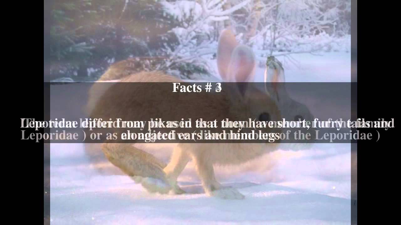Leporidae Top # 7 Facts