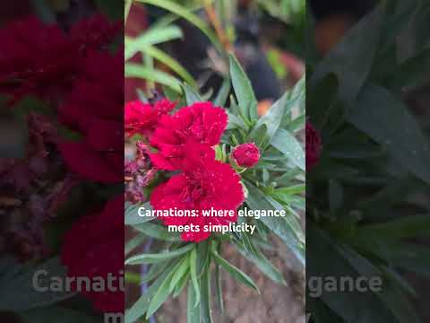 Rich in color, deep in meaning—carnations brighten any day #carnation #red #maroon #flowers #nature
