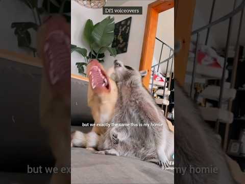 🦝my homie🐶!😂#voiceover #comedy #funny #cute #dog #dogs #doglover #pet #pets #raccoon #animals #yt