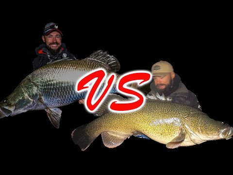 Barramundi vs Murray Cod