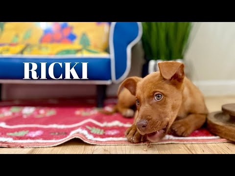 Dog for adoption - Ricki The Sweetest Baby, a Golden Retriever ...