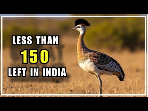 Why is the Great Indian Bustard Endangered? | Great Indian Bustards Recovery Program