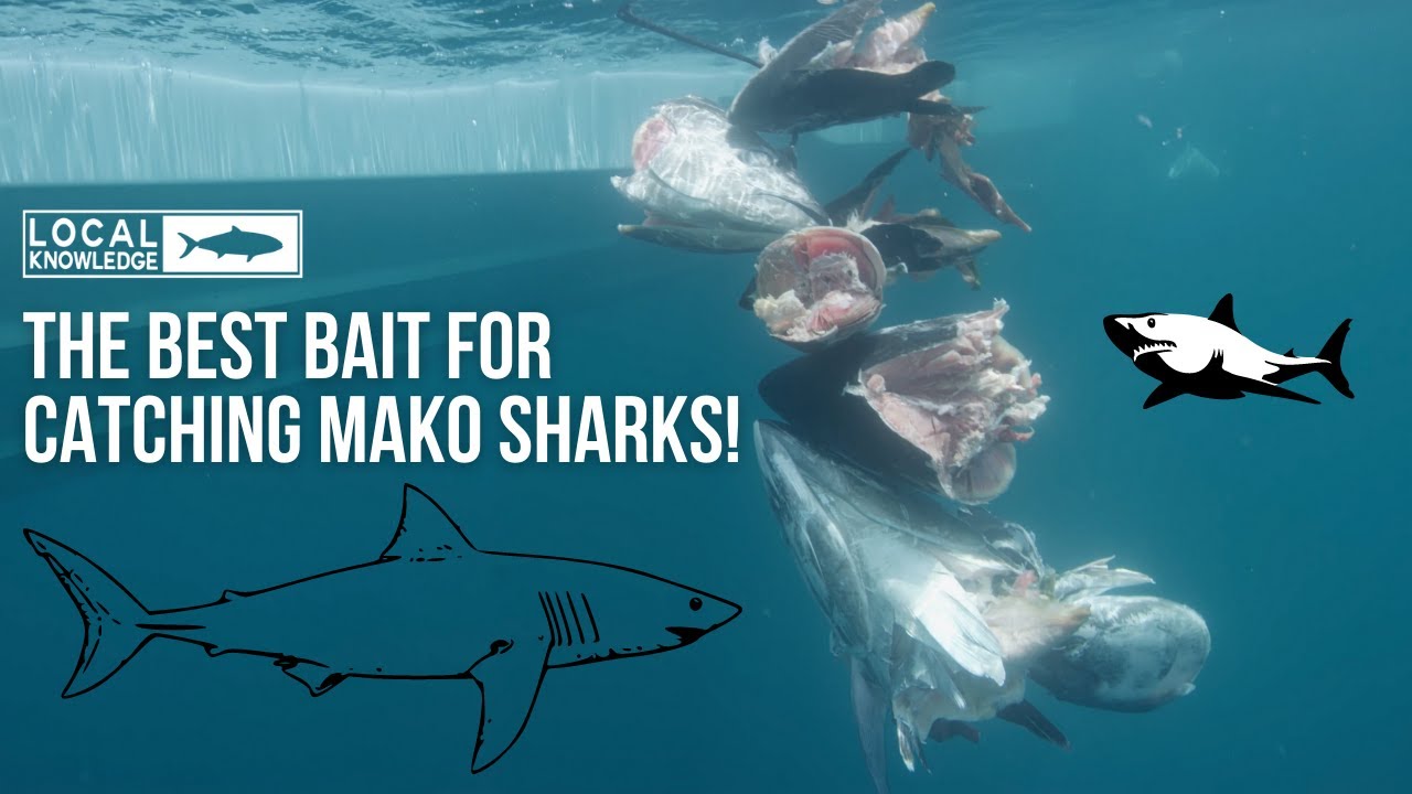 The Best Bait for Catching Mako Sharks!