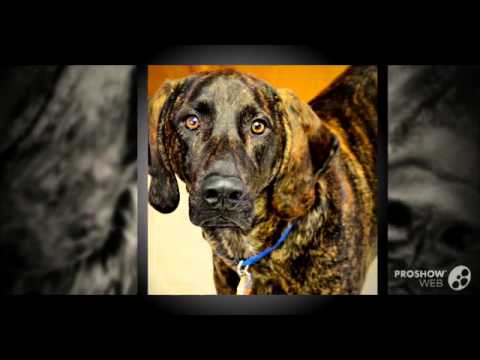 Plott Hound Dog breed