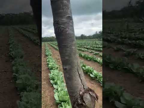 Vikima VS209, white cabbage @ vegetative stage. Well protected against DBM.