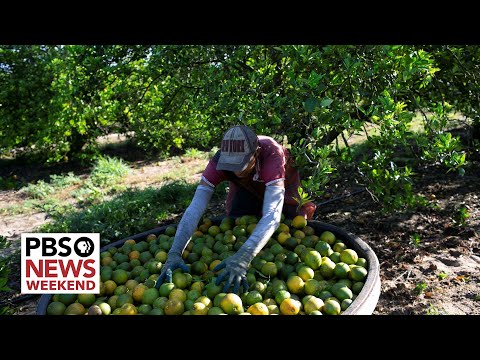 What’s behind a severe decline in Florida’s citrus harvest