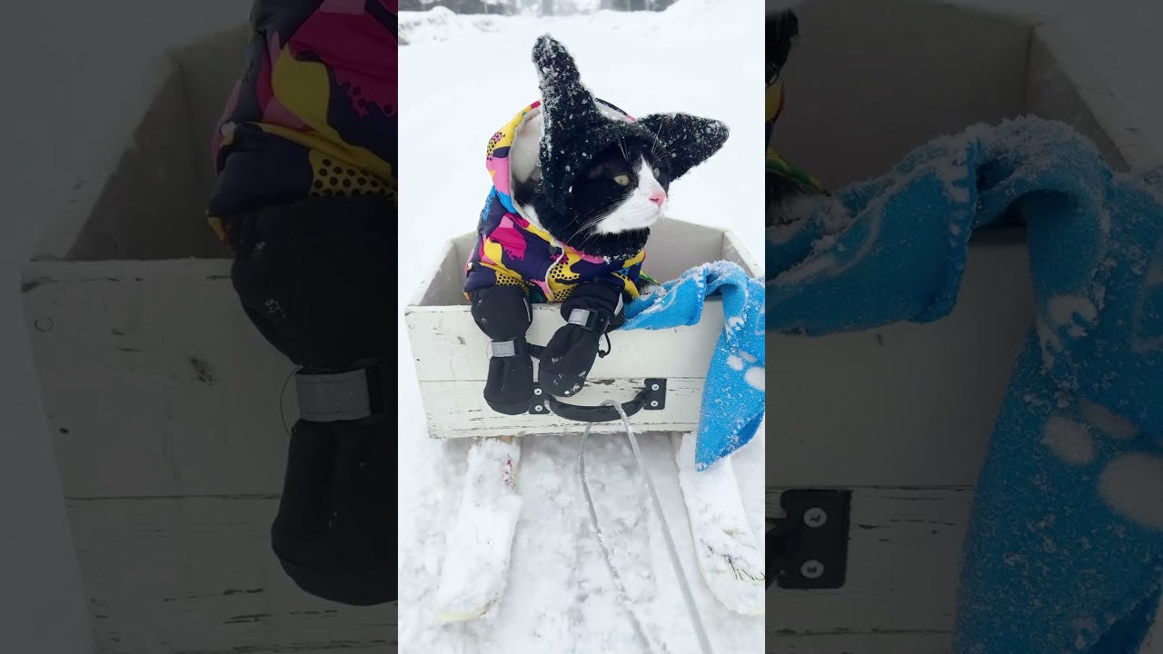 Libimeow meow 🥂 #canadiancats #cathat #snowcat #wintercats #sleigh