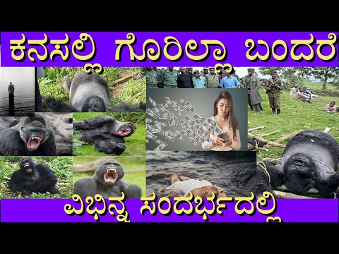ಕನಸಿನಲ್ಲಿ ಗೊರಿಲ್ಲಾ ಬಂದರೆ ಏನರ್ಥ ?| kanasinalli Gorilla bandare||